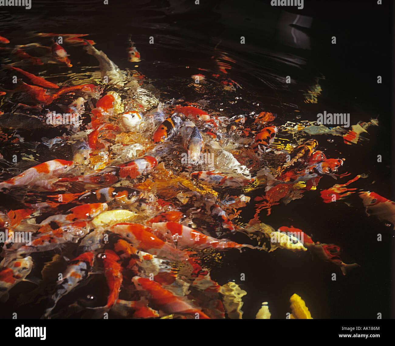 Koi Carp (Cyprinus carpio). Fishes of different colouration feeding in ...