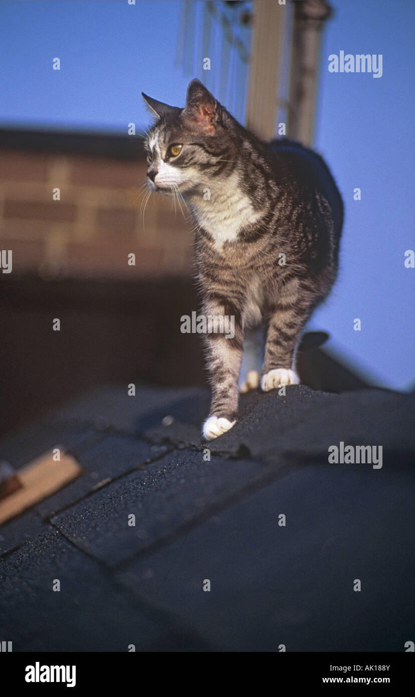 Cat on roof hi-res stock photography and images - Alamy