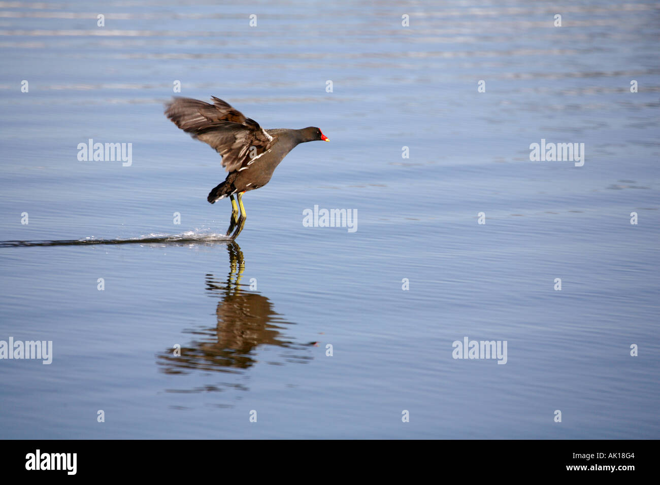 Cornwall moorhen hi-res stock photography and images - Alamy