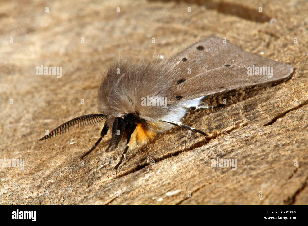 muslin moth Diaphora mendica male june cornwall Stock Photo - Alamy