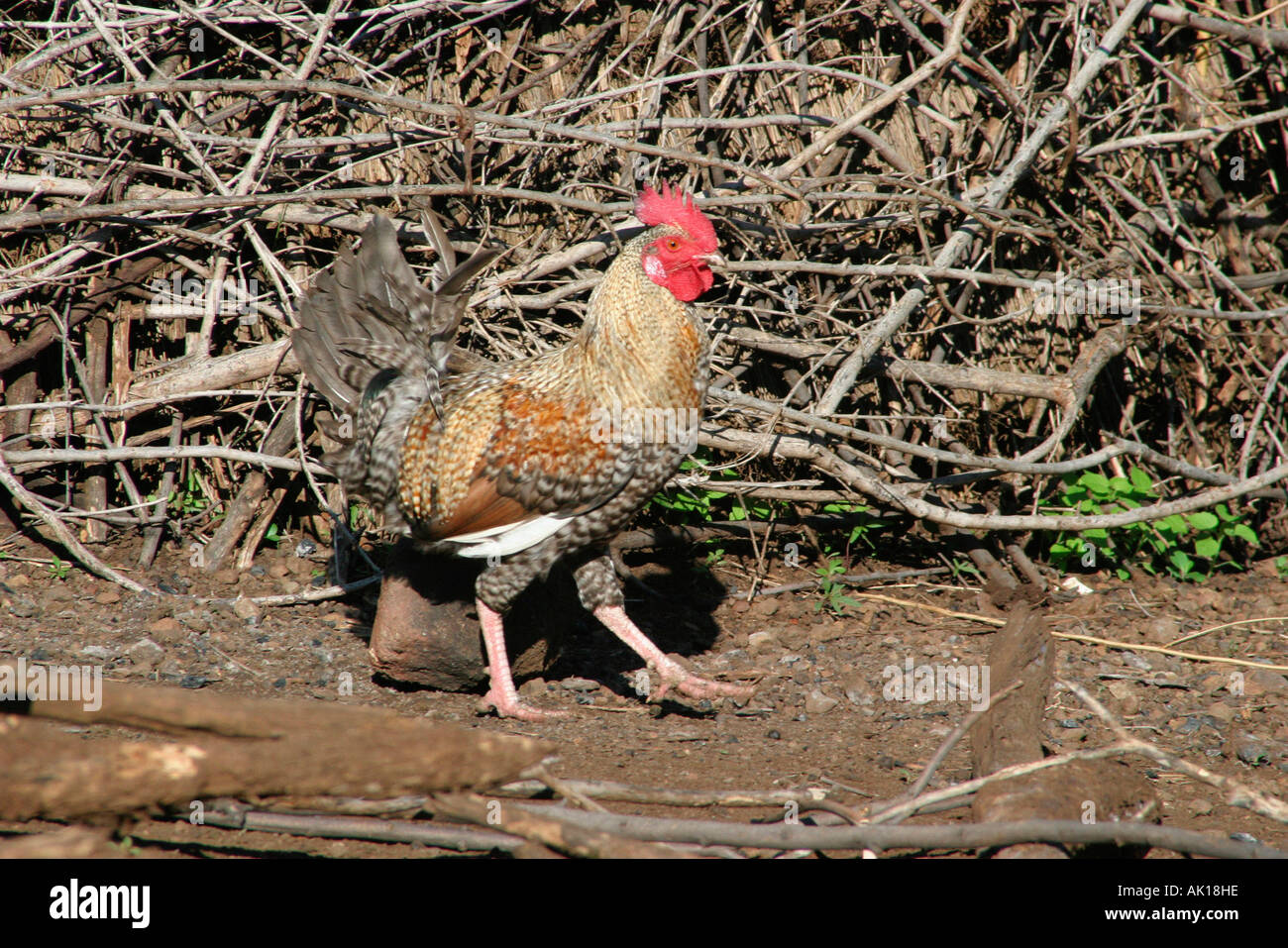 Domestic Fowl / Chicken Stock Photo - Alamy