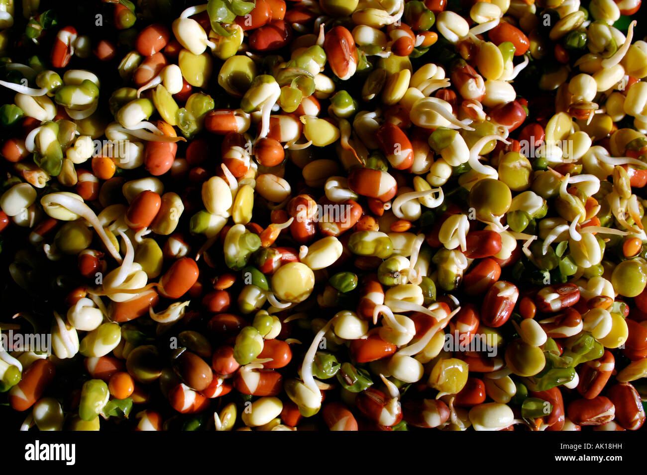 Mixed Sprouted Beans Stock Photo - Alamy