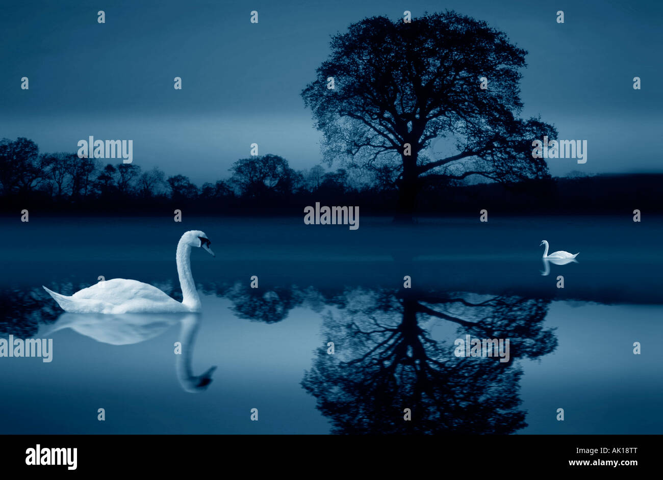 Swans at sunrise blue monochrome version Stock Photo - Alamy