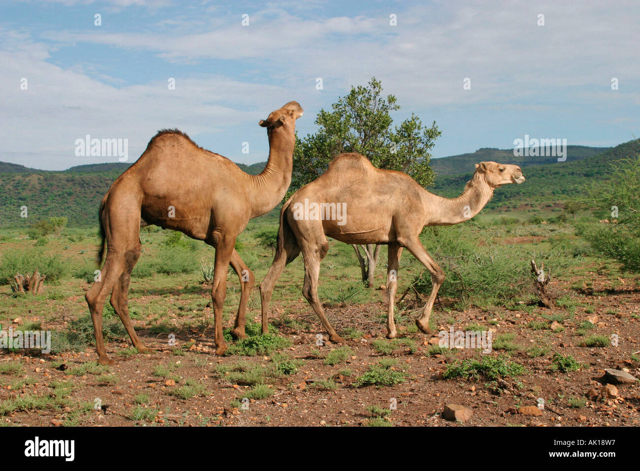 Two humped dromedary hi-res stock photography and images - Alamy