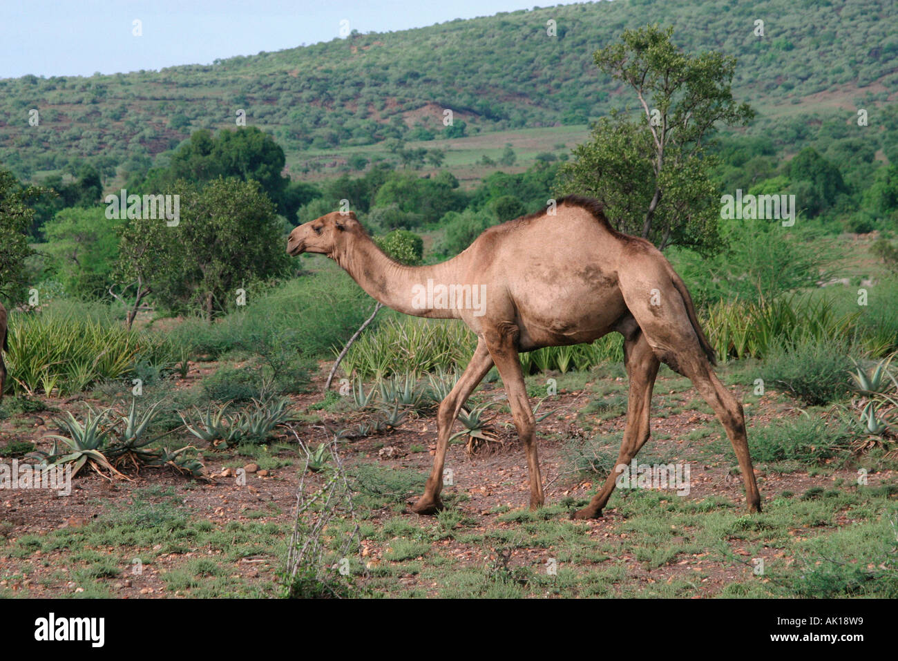 Dromedary sudan hi-res stock photography and images - Alamy