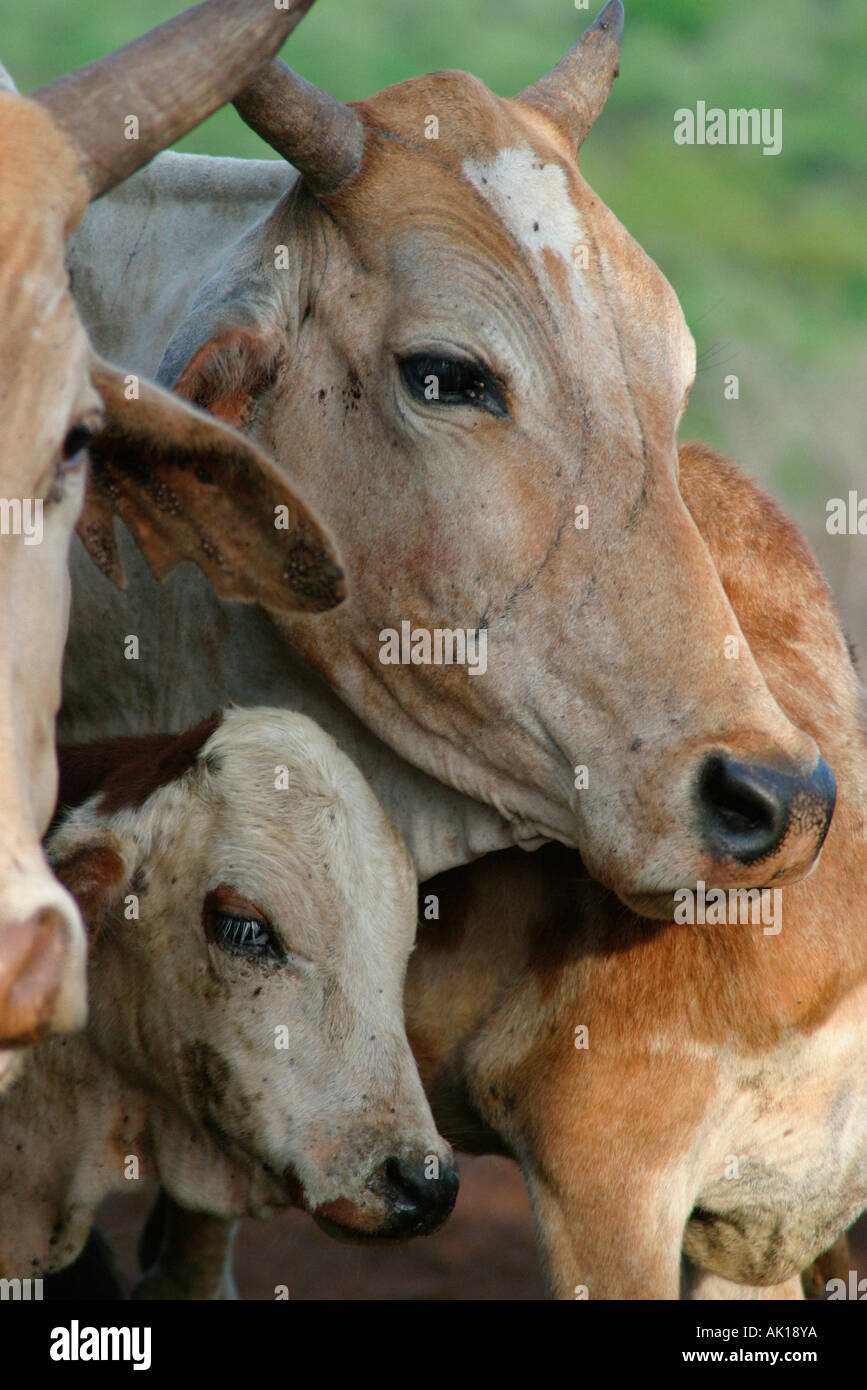 Zebu cow calf hi-res stock photography and images - Alamy
