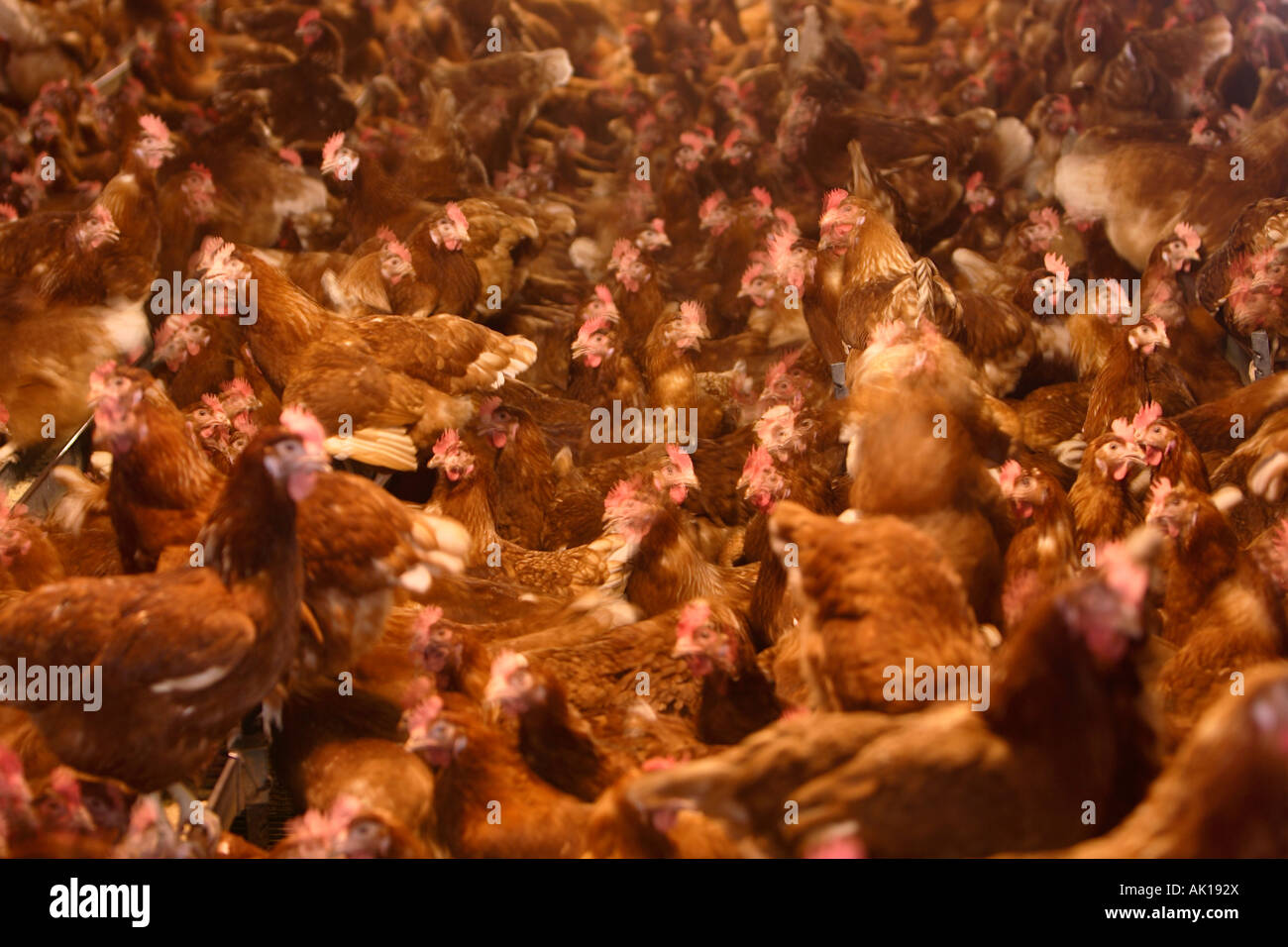 Point of Lay Pullets Stock Photo - Alamy