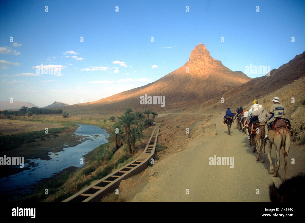 Camel trek passing irrigation channels Sahara desert near Zagora ...