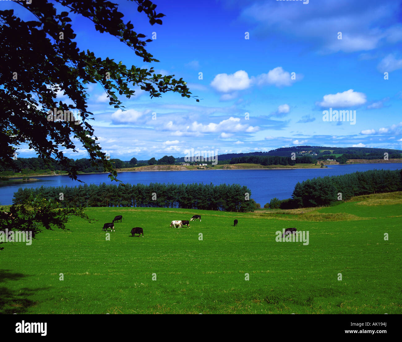 Blessington Lake, County Wicklow, Ireland Stock Photo - Alamy