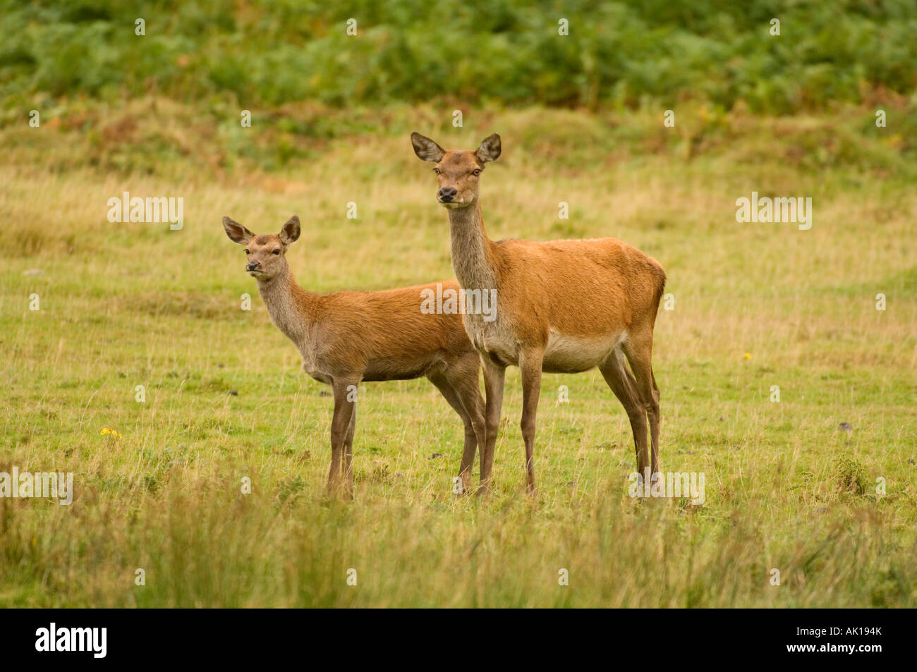 Two Red Deer Hinds Stock Photo - Alamy