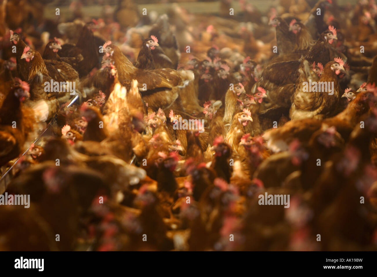 Point of Lay Pullets Stock Photo - Alamy