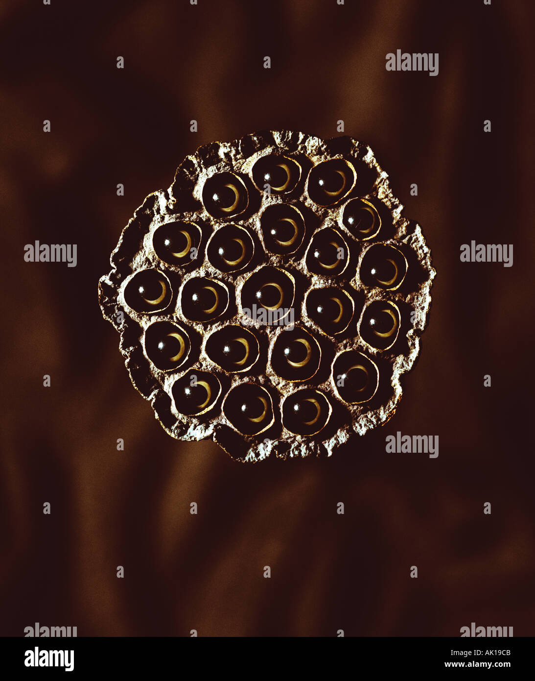 Image 10 from the Born On Wednesday collection by Theo Chalmers Stock ...