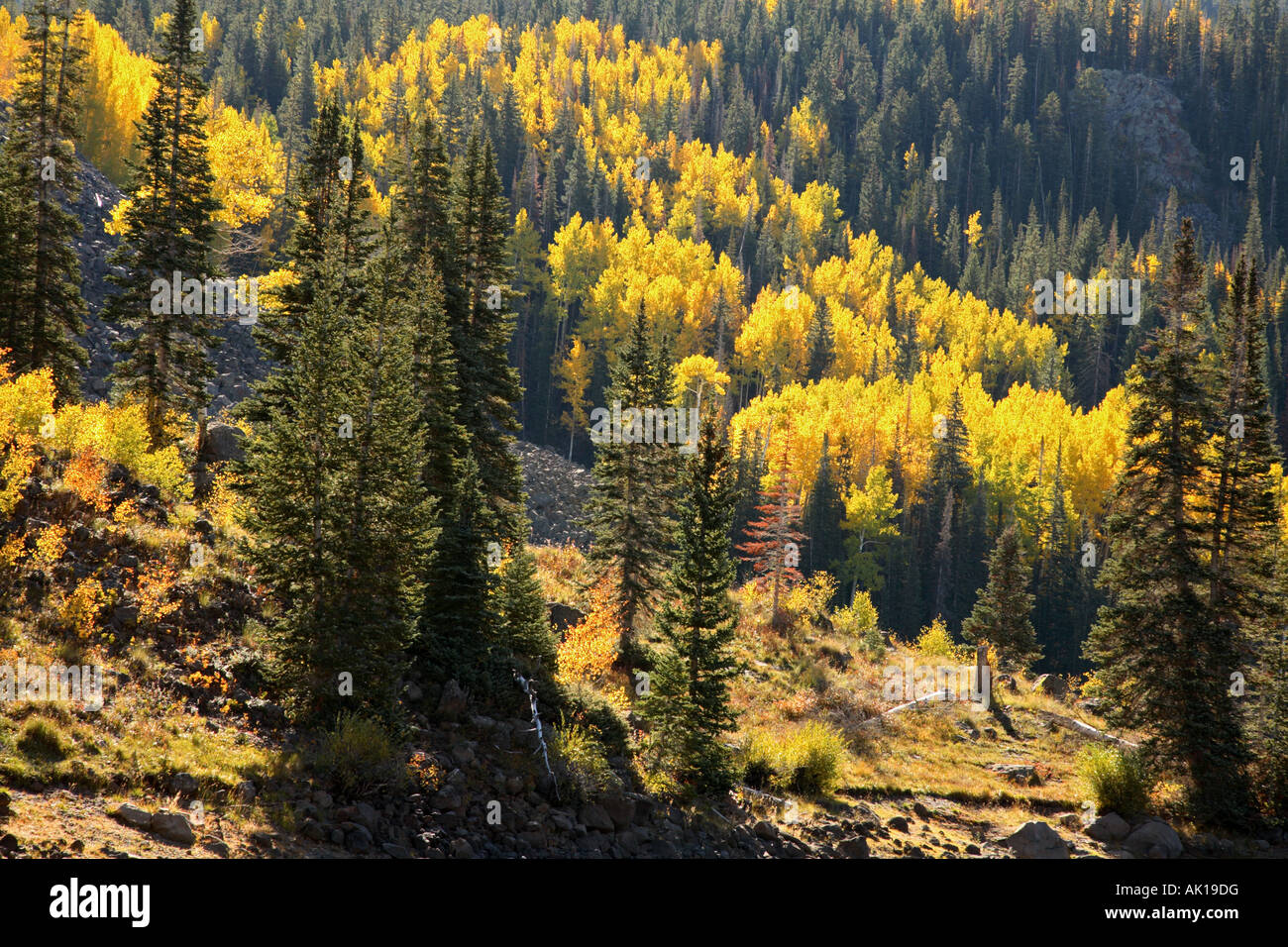 Autumn aspen and subalpine fir, Grand Mesa National Forest, Colorado ...