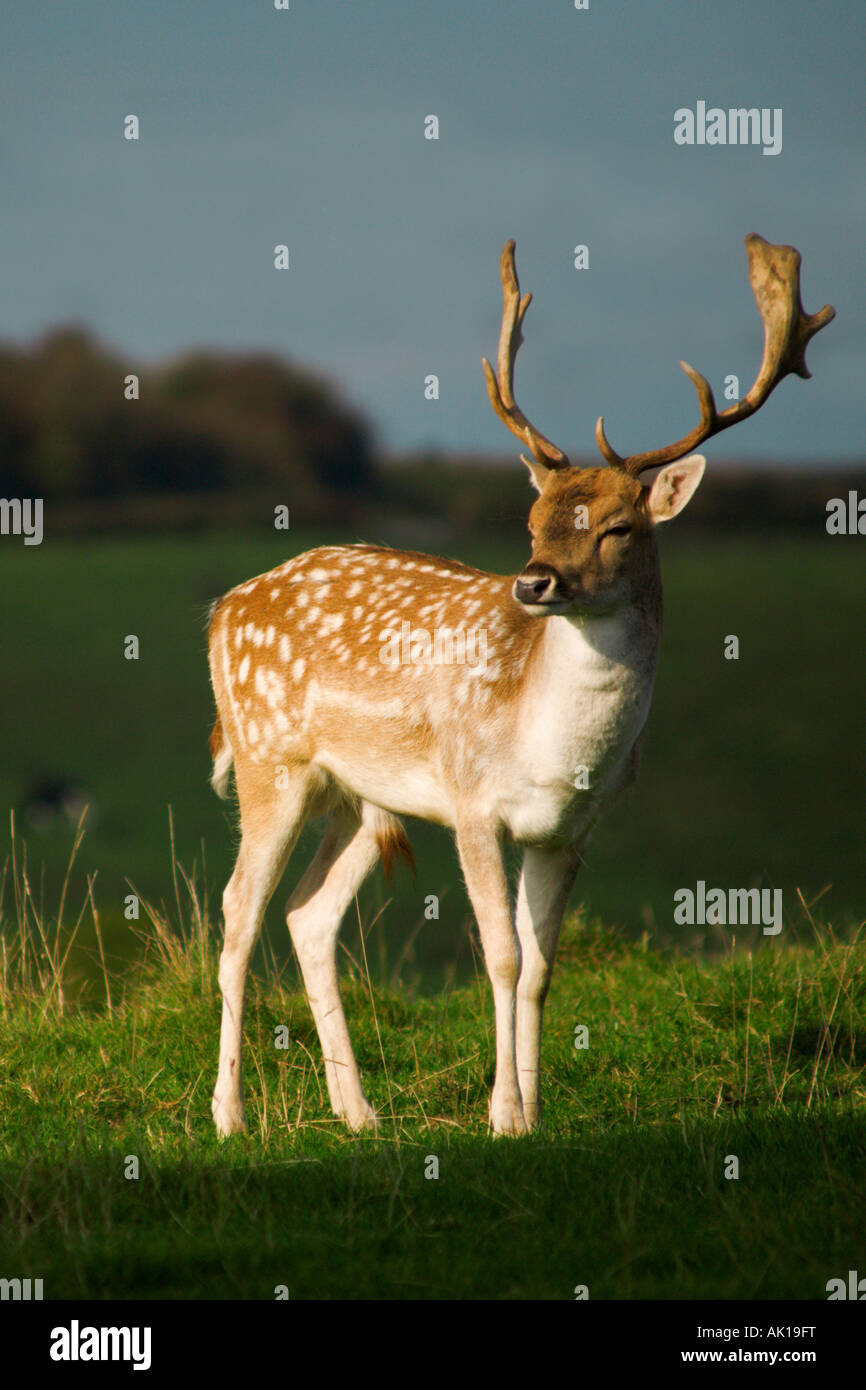 A Fallow Stag basking in the evening sun Stock Photo - Alamy