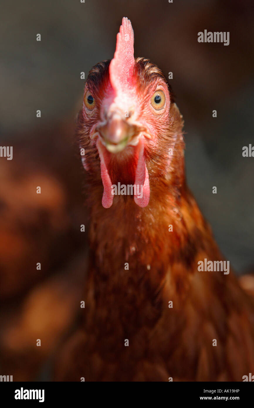 Point of Lay Pullet Chicken Stock Photo - Alamy