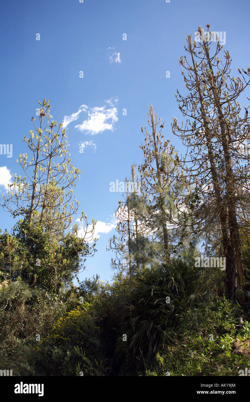 Pine Trees which have been devastated by an attack by Pine ...