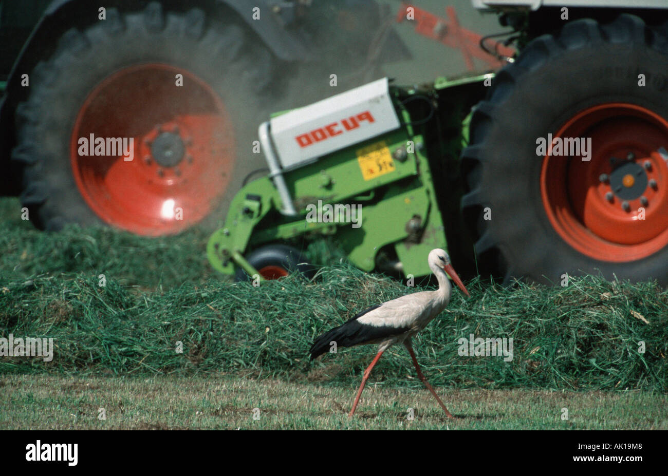 Saxony anhalt stork hi-res stock photography and images - Alamy