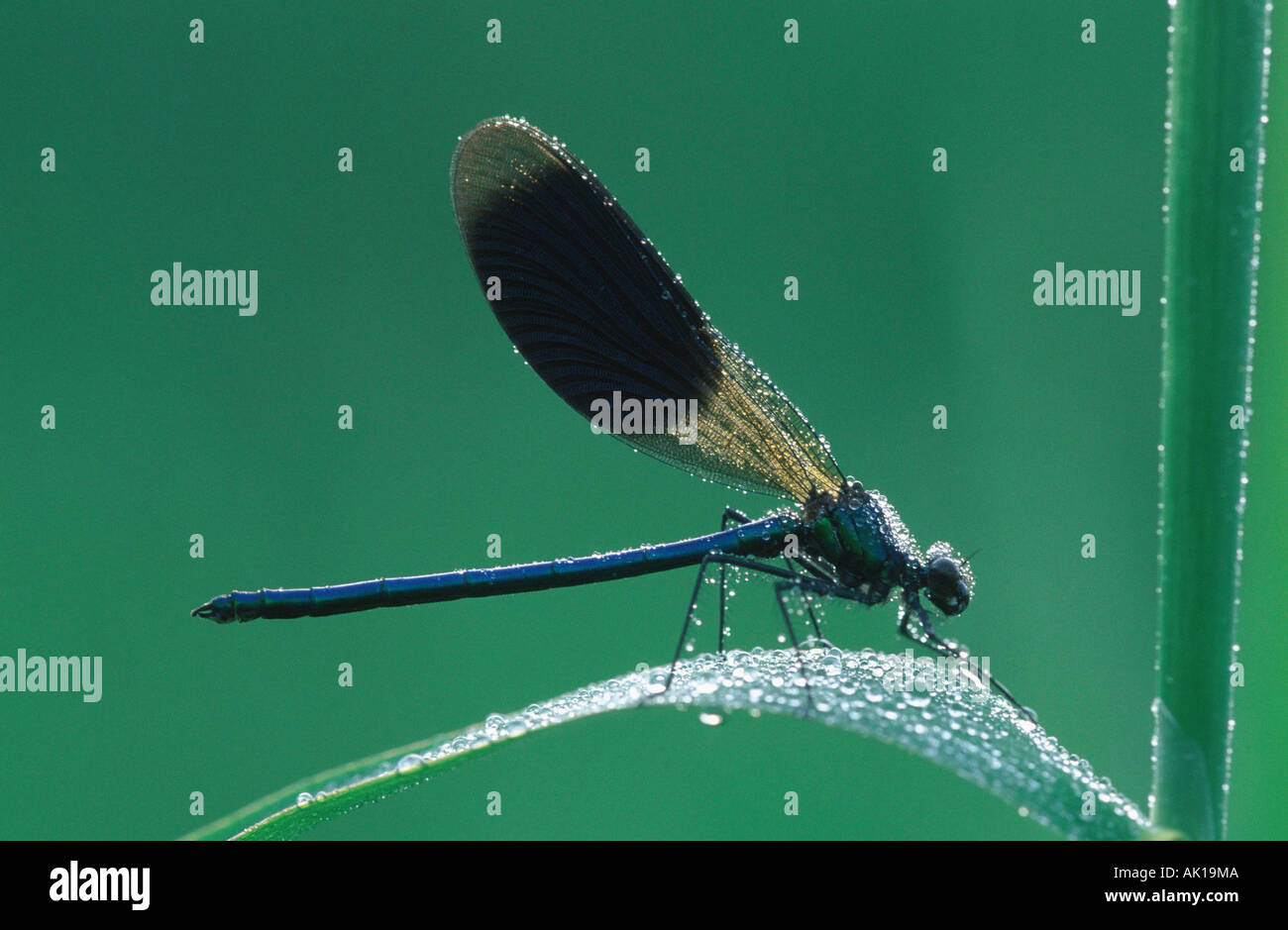Blackwings High Resolution Stock Photography and Images - Alamy