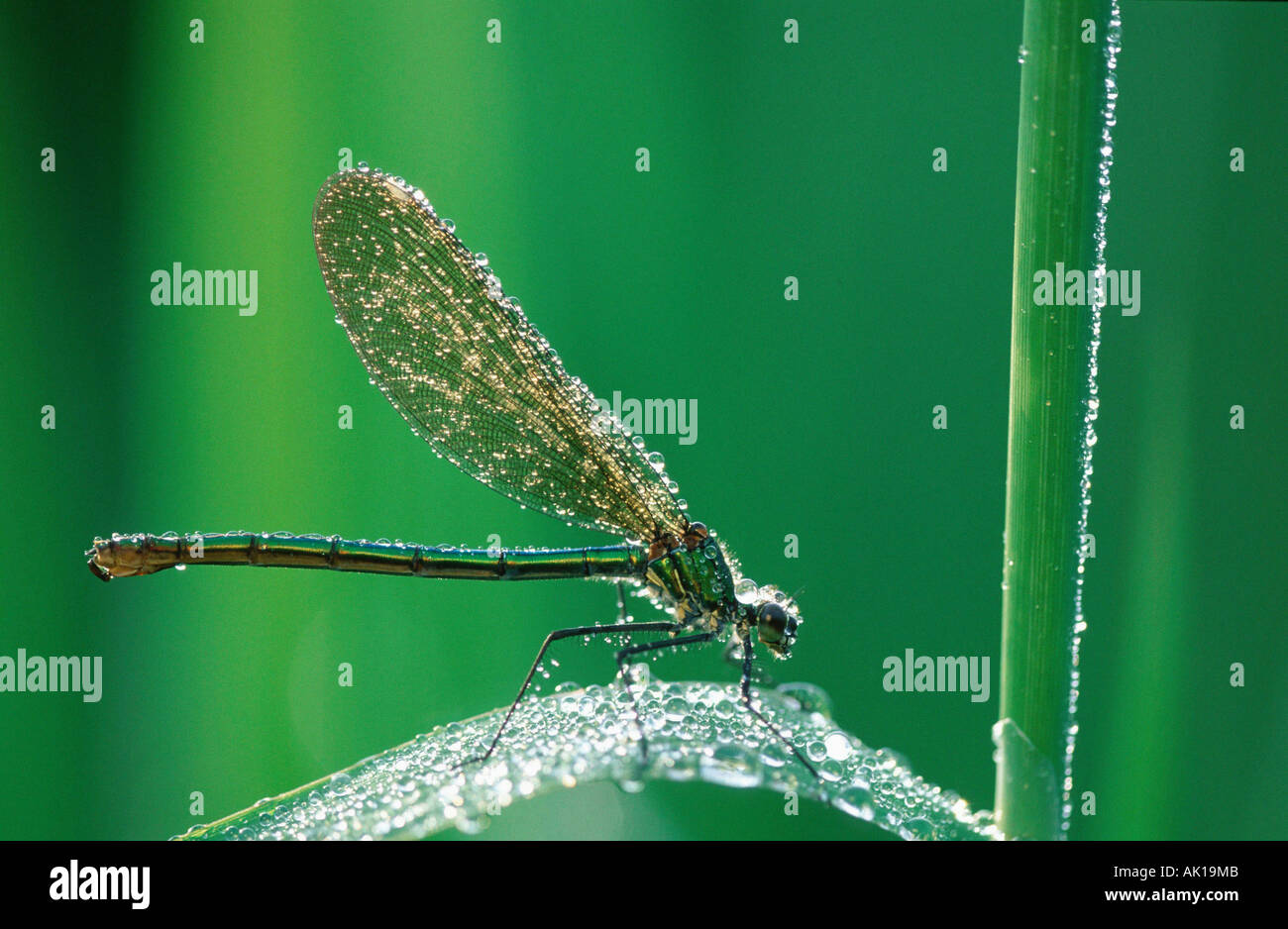 Blackwings High Resolution Stock Photography and Images - Alamy