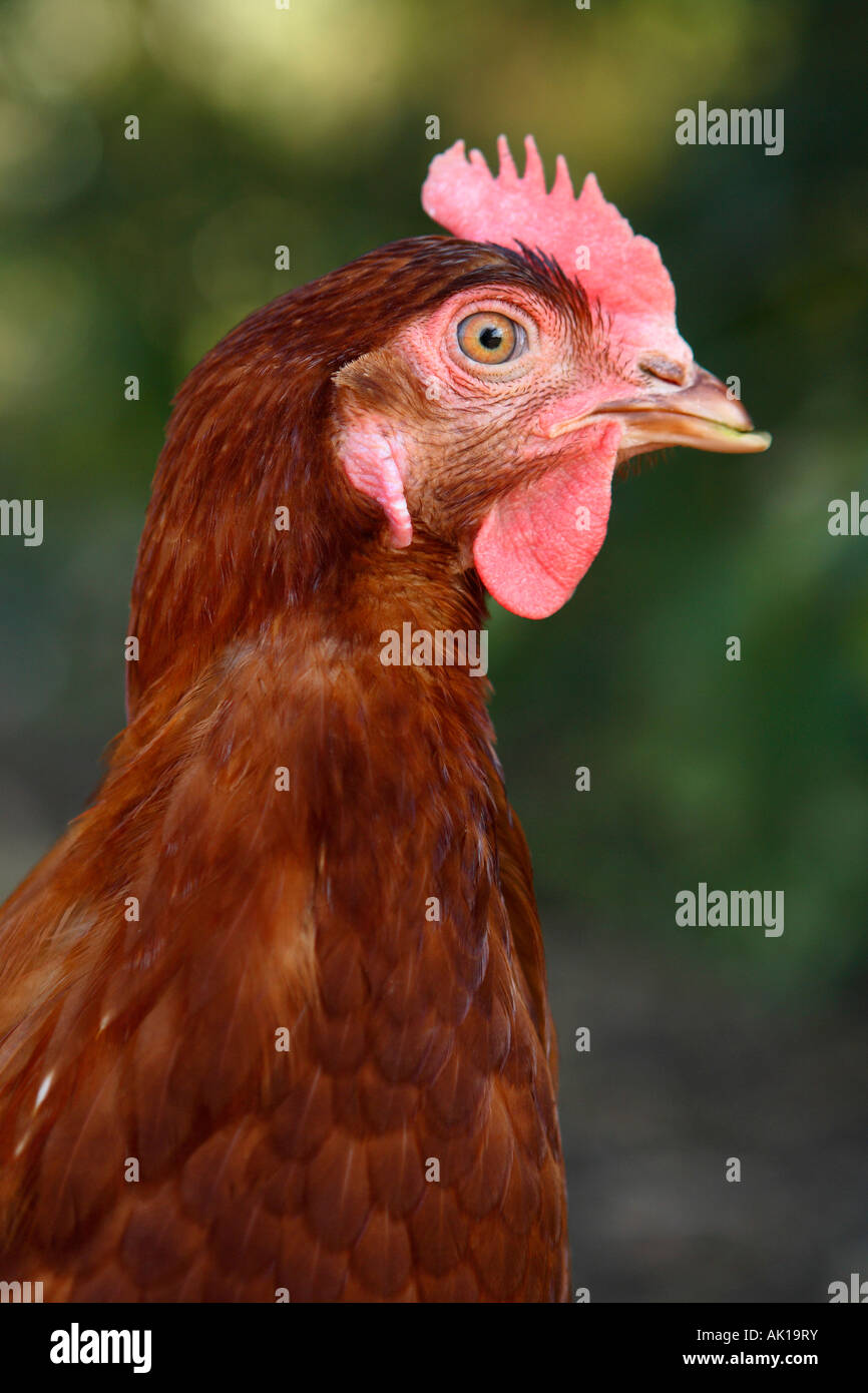 Point of Lay Pullet Chicken Stock Photo - Alamy