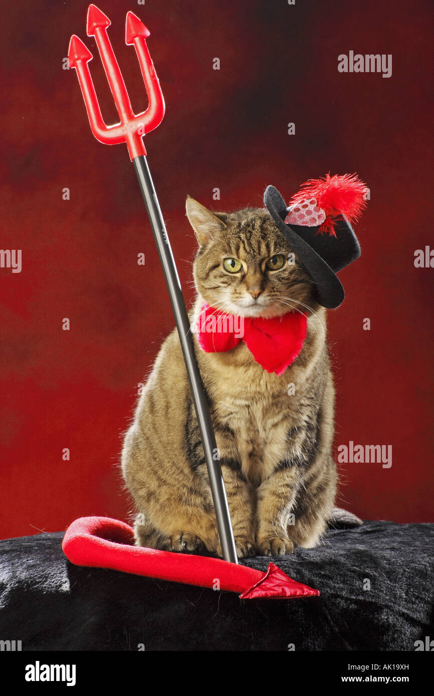 domestic cat as devil Stock Photo - Alamy