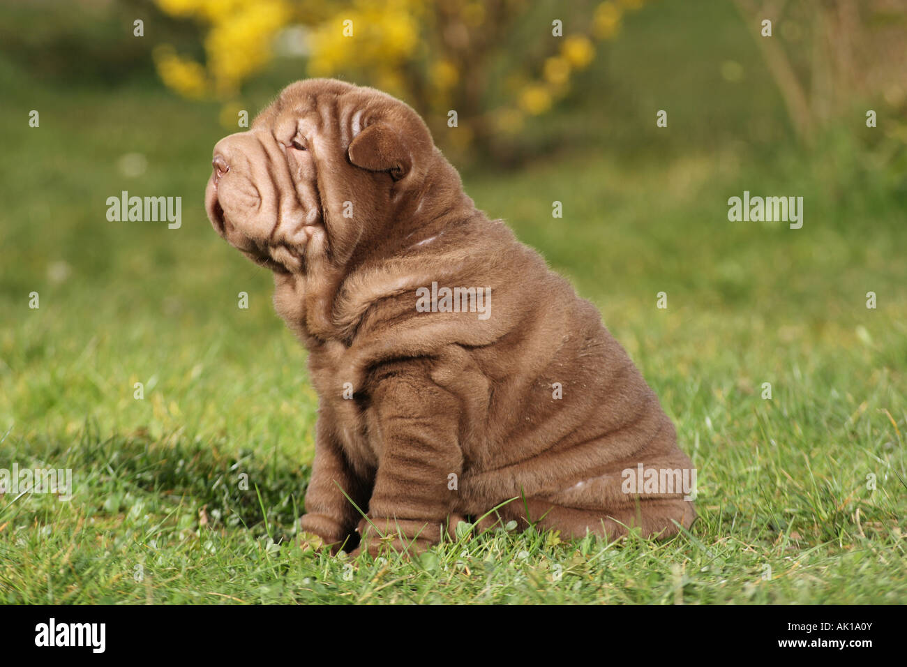 Shar Pei - puppy sitting on meadow Stock Photo - Alamy