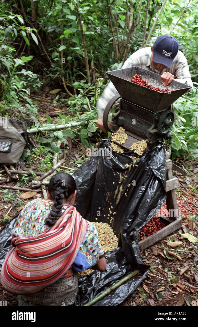 Mayan woman coffee harvest hi-res stock photography and images - Alamy
