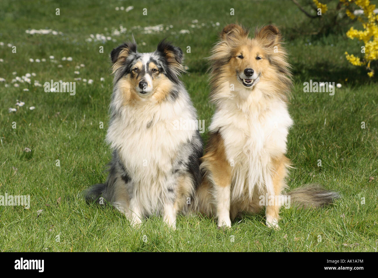 two Shelties - sitting on meadow Stock Photo - Alamy