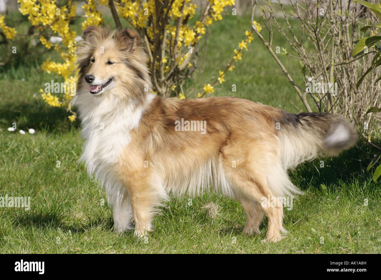 Sheltie - standing on meadow Stock Photo - Alamy