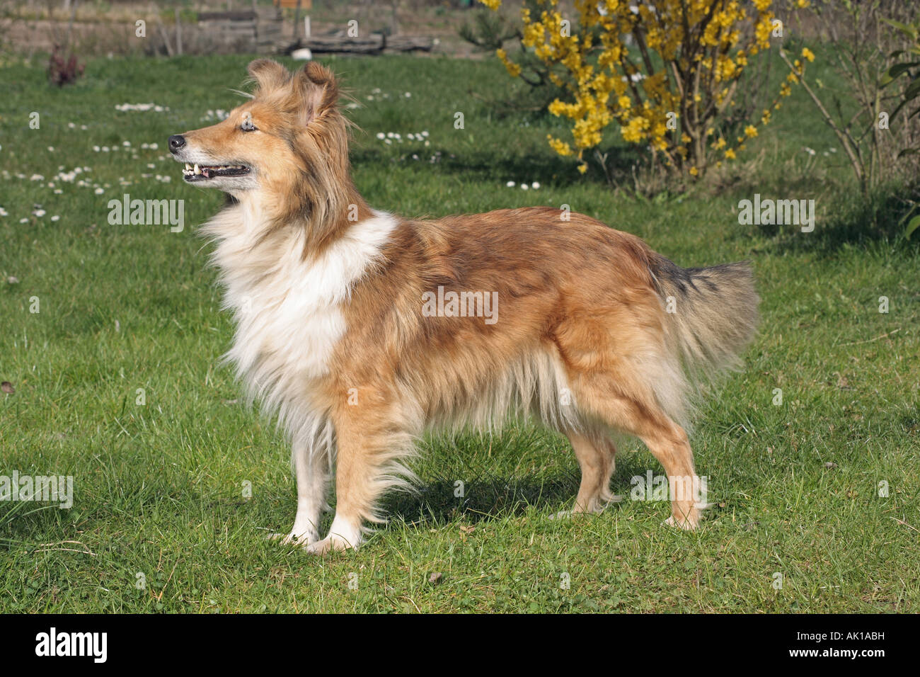 Sheltie - standing on meadow Stock Photo - Alamy
