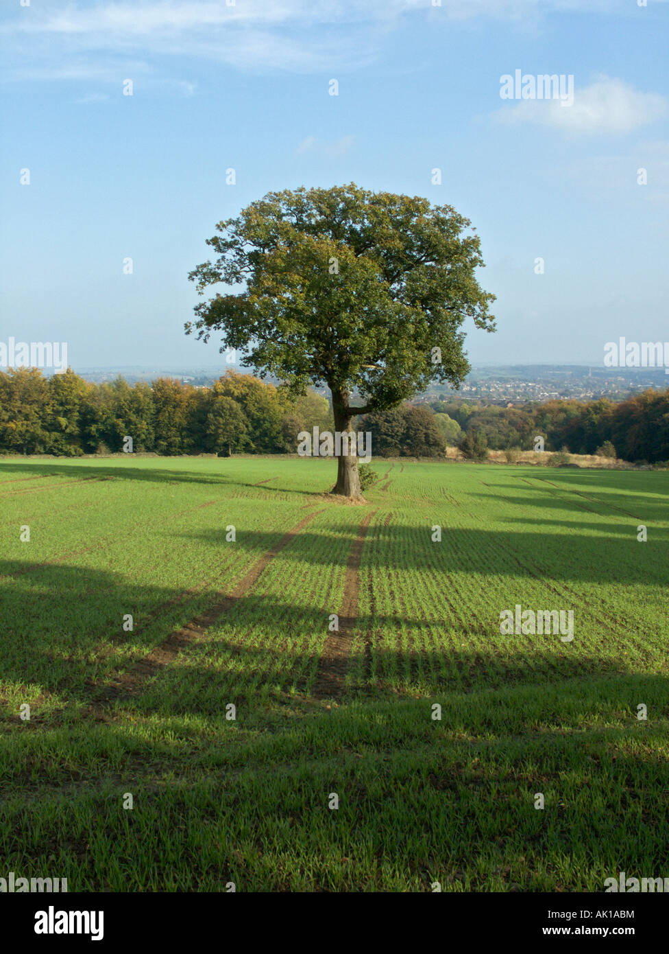 Trees in field with Chesterfield in the distance, from Linacre ...