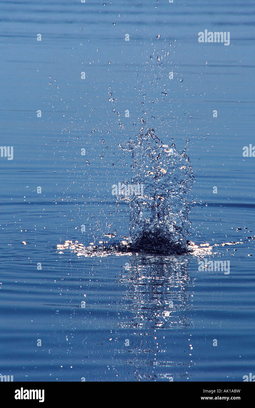 Splash and ripples on fresh water surface Stock Photo - Alamy
