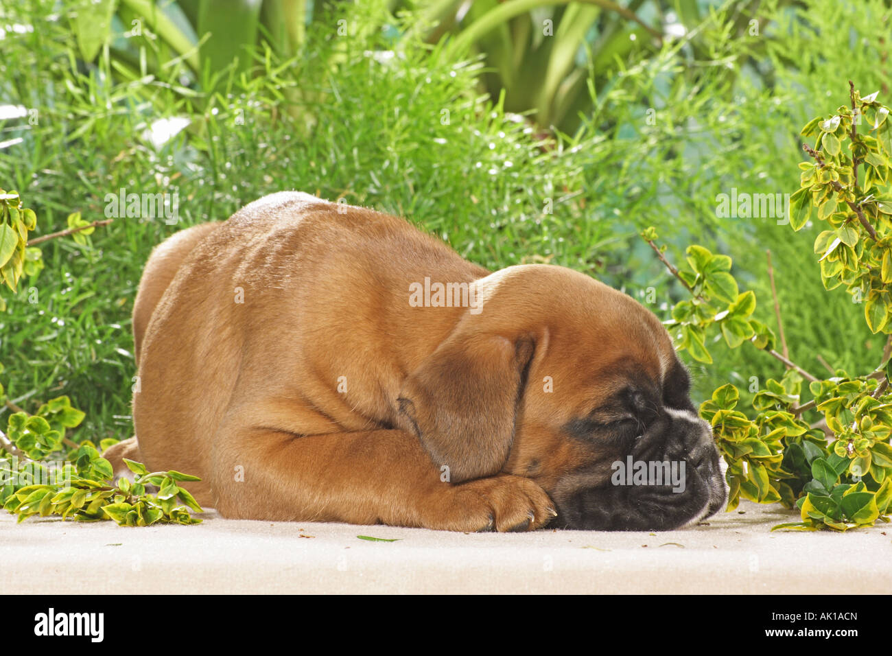 Boxer - puppy sleeping Stock Photo - Alamy