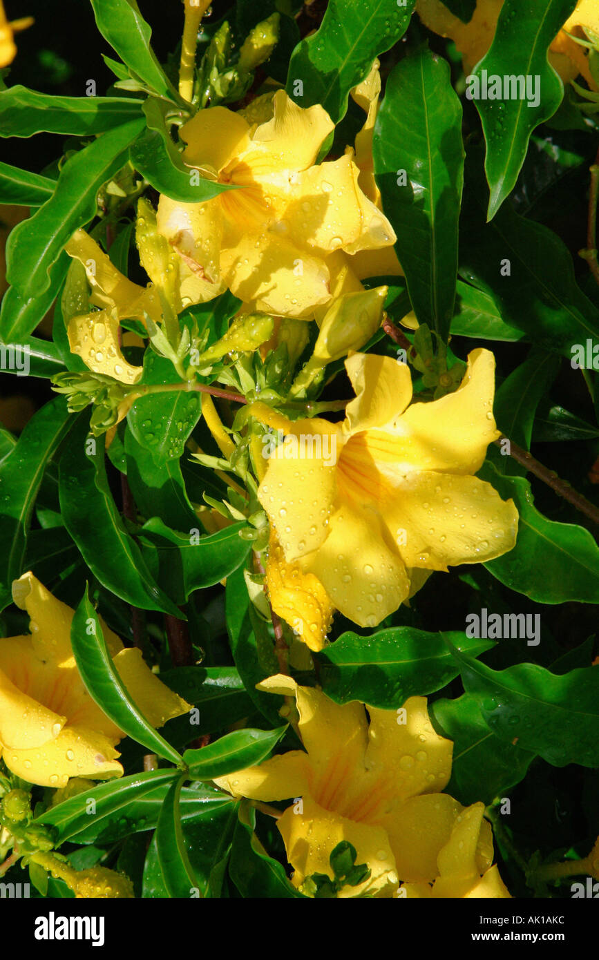 Silver tree plants hi-res stock photography and images - Alamy
