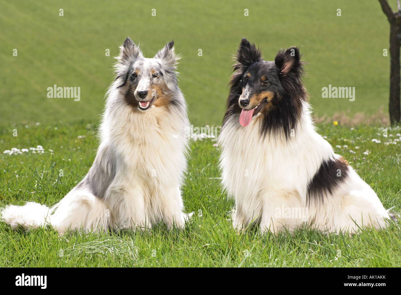 two Shelties - sitting on meadow Stock Photo - Alamy