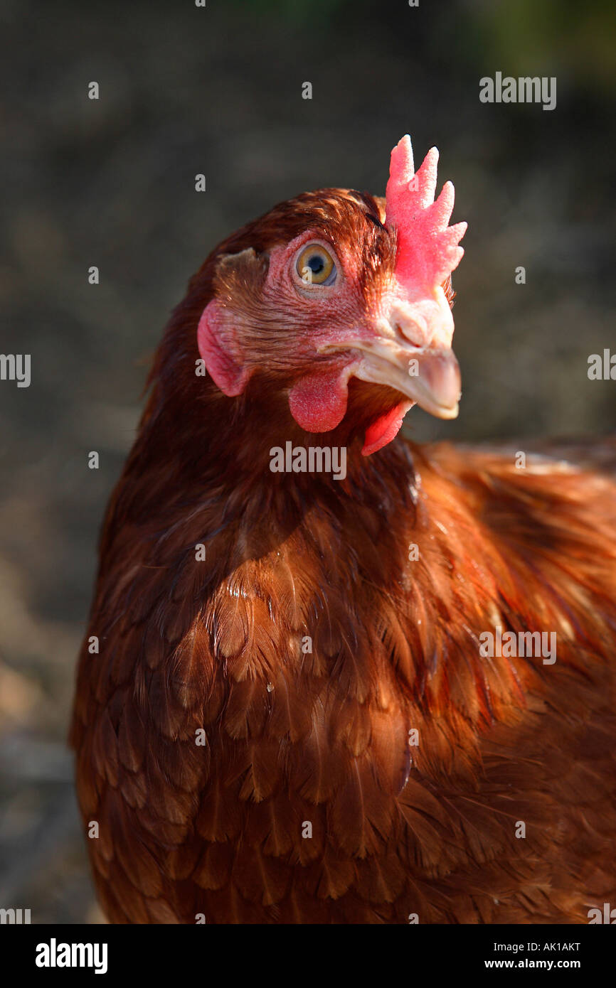 Point of Lay Pullet Chicken Stock Photo - Alamy