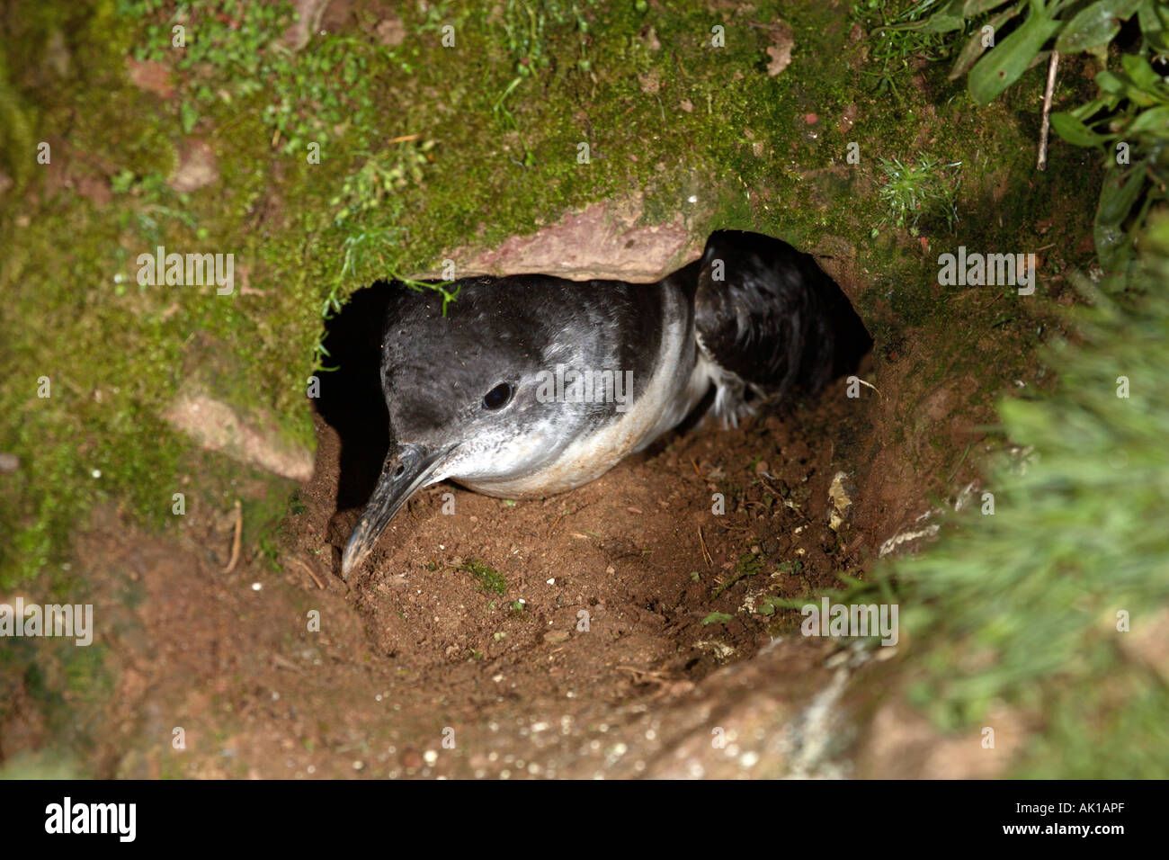 Puffinus High Resolution Stock Photography and Images - Alamy