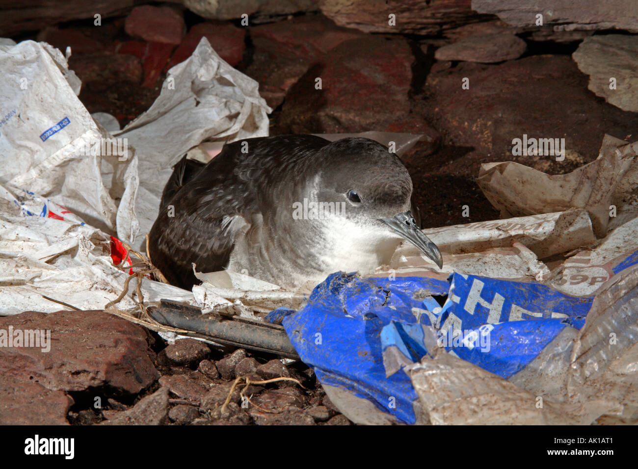 manx shearwater Puffinus puffinus on nest skokholm wales Stock Photo ...