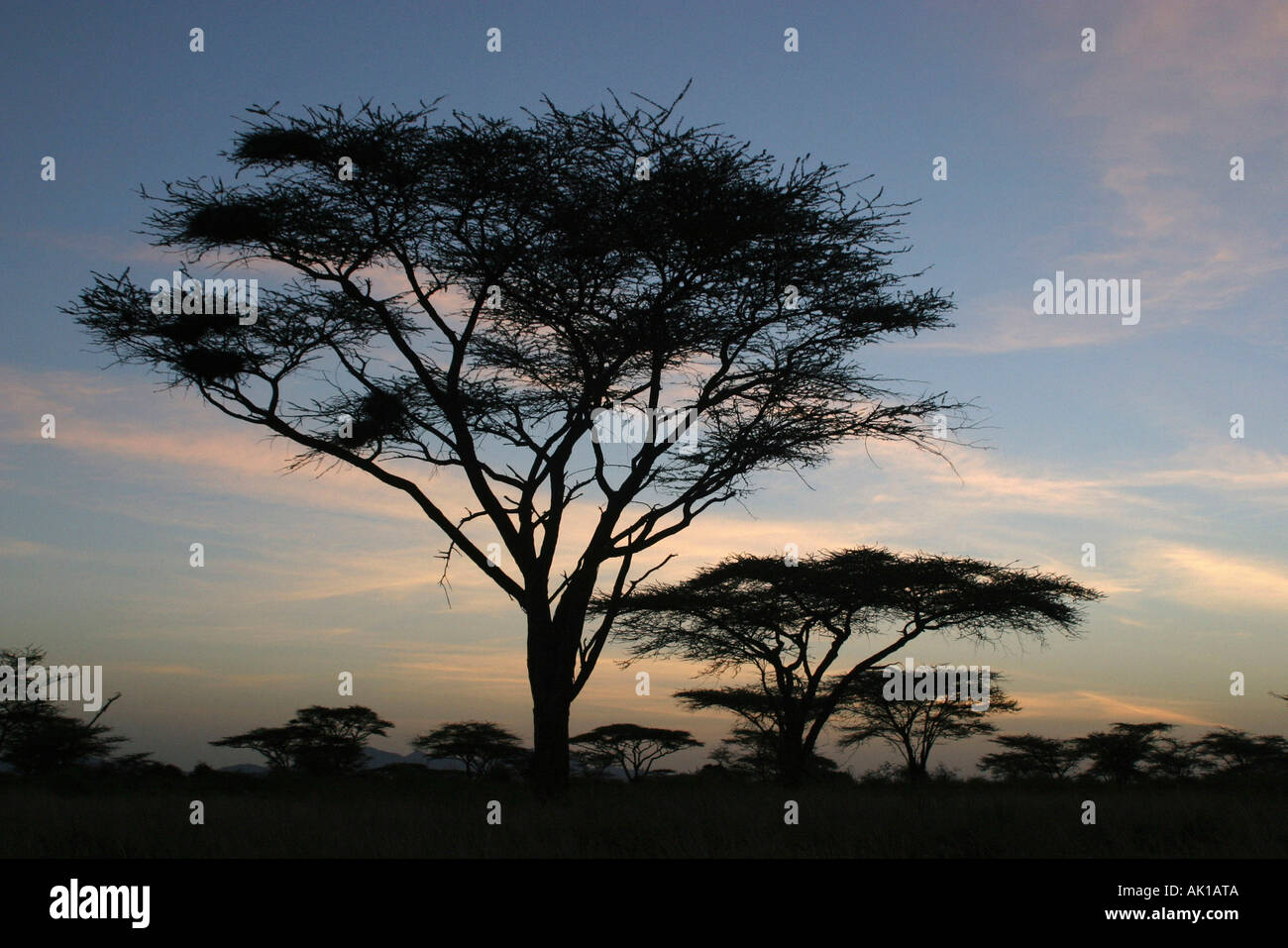 Arabic gum tree hi-res stock photography and images - Alamy