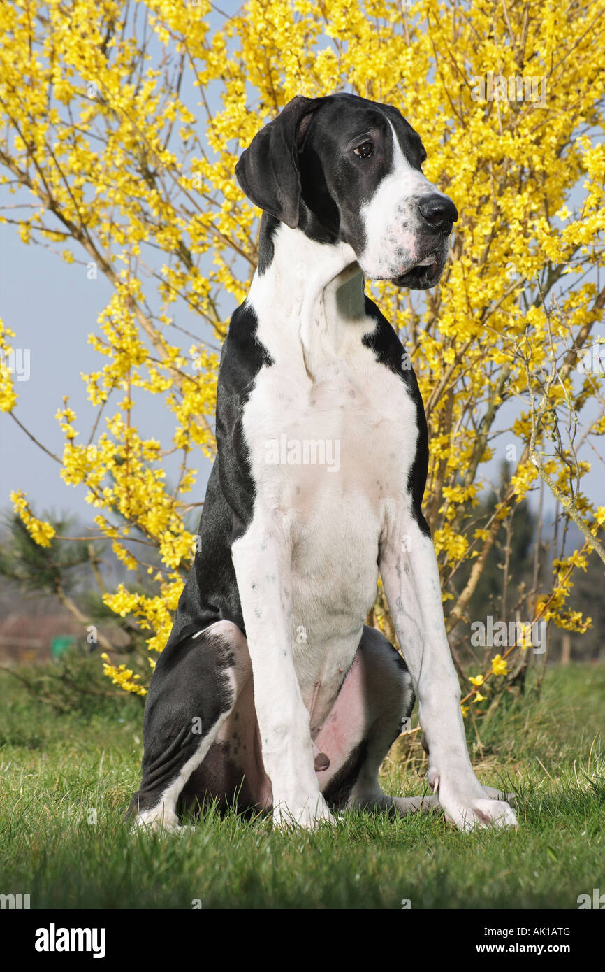 Great Dane - sitting on meadow Stock Photo - Alamy