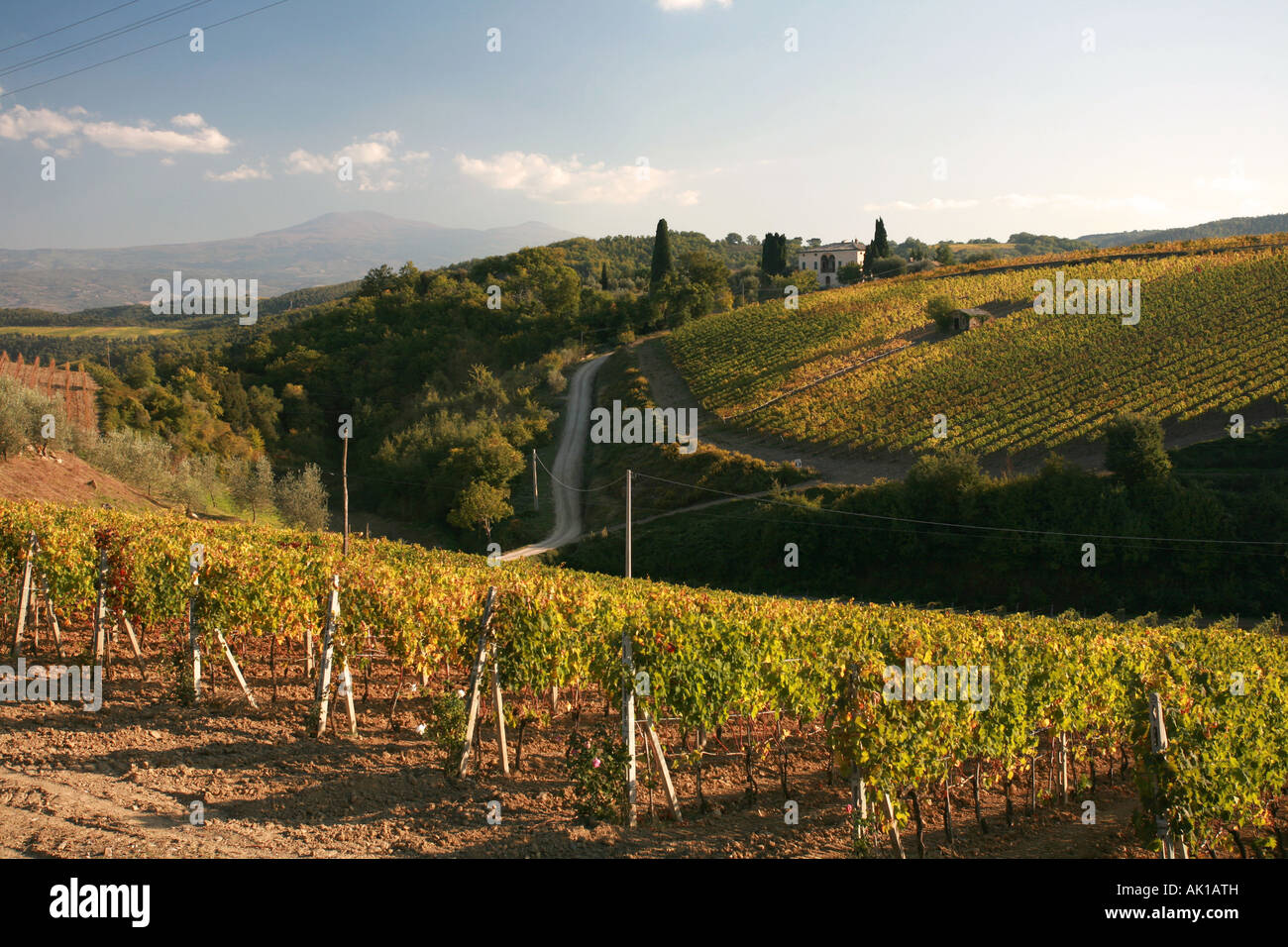 A Montalcino grape vineyard in Tuscany, home of famous brunello wines ...