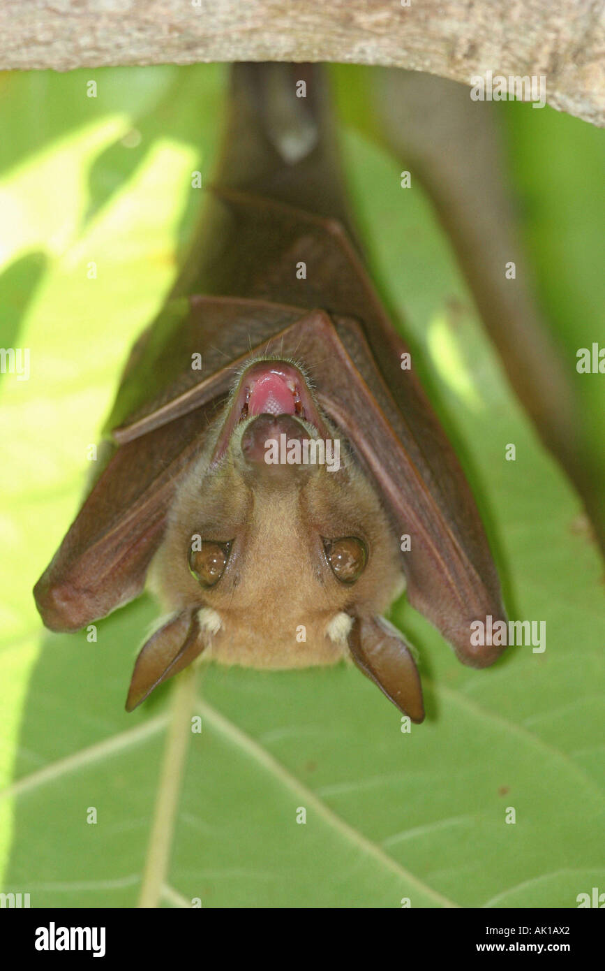 Dog bat hi-res stock photography and images - Alamy