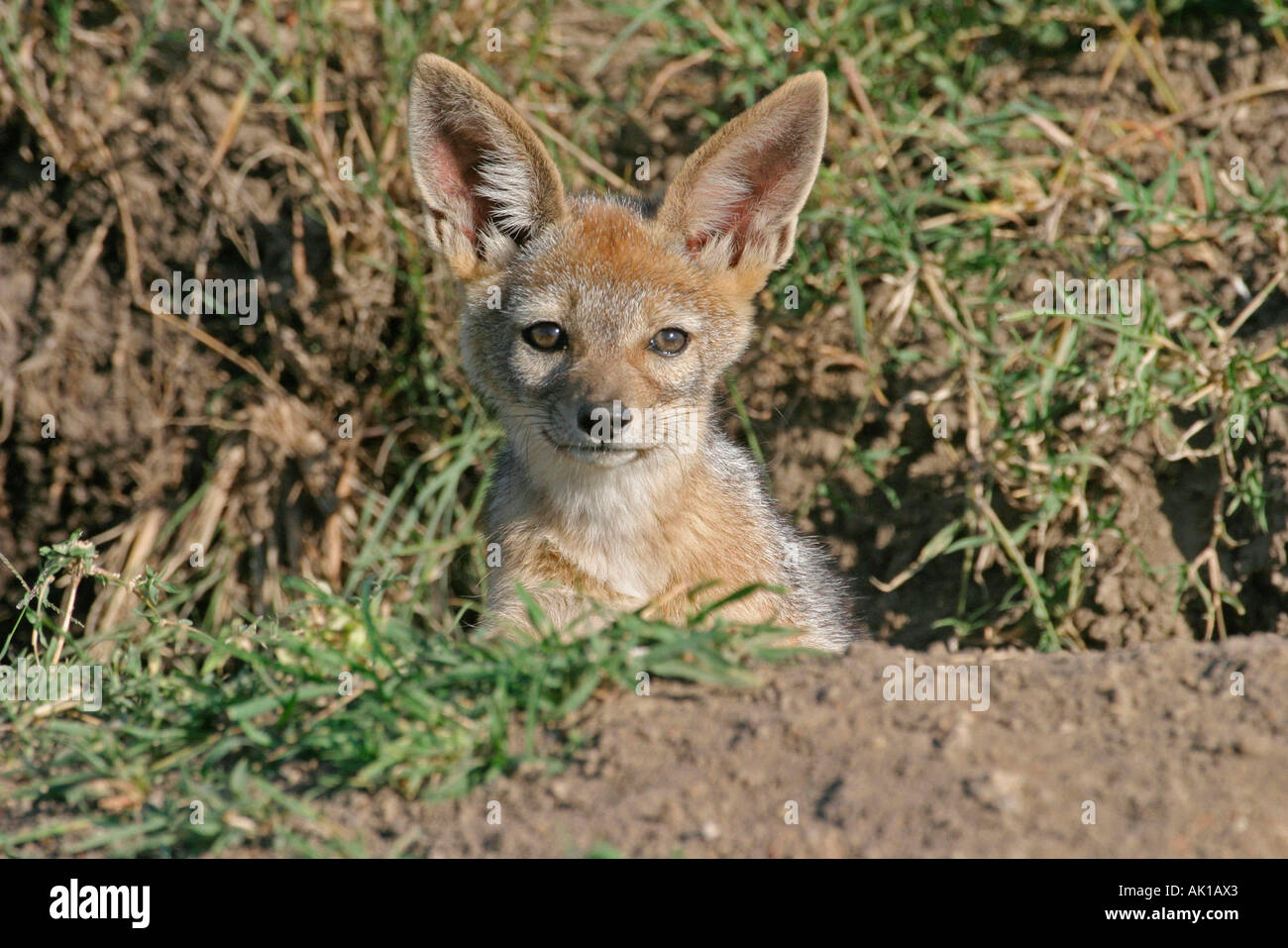 Black backed jackal alert hi-res stock photography and images - Alamy