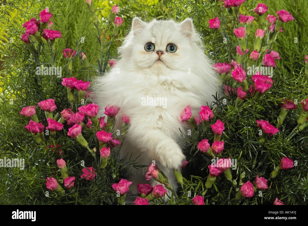 Persian cat. Kitten among carnation flowers Stock Photo - Alamy