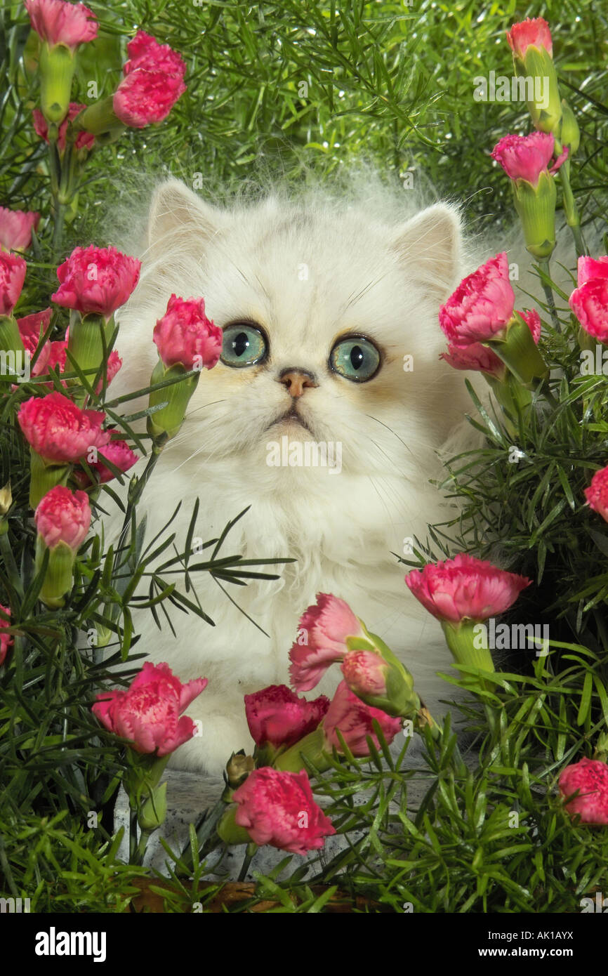 Persian cat. Kitten among carnation flowers Stock Photo - Alamy