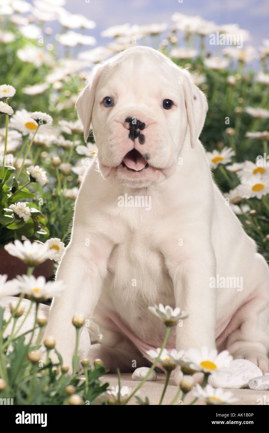 Boxer - puppy sitting in front of flowers Stock Photo - Alamy