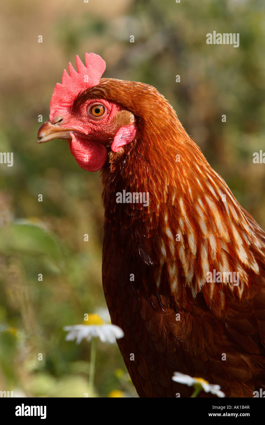 Point of Lay Pullet Chicken Stock Photo - Alamy