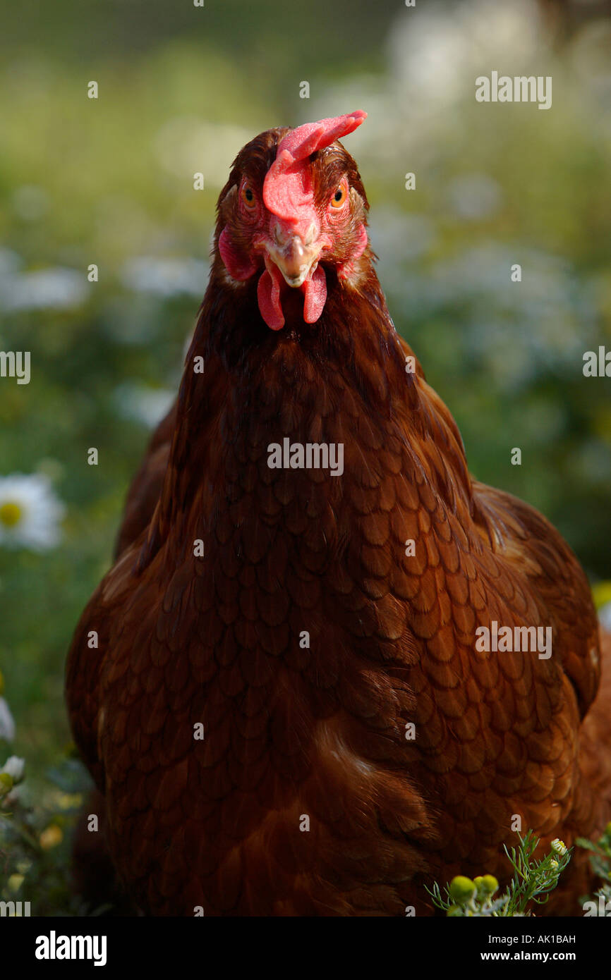 Point of Lay Pullet Chicken Stock Photo - Alamy