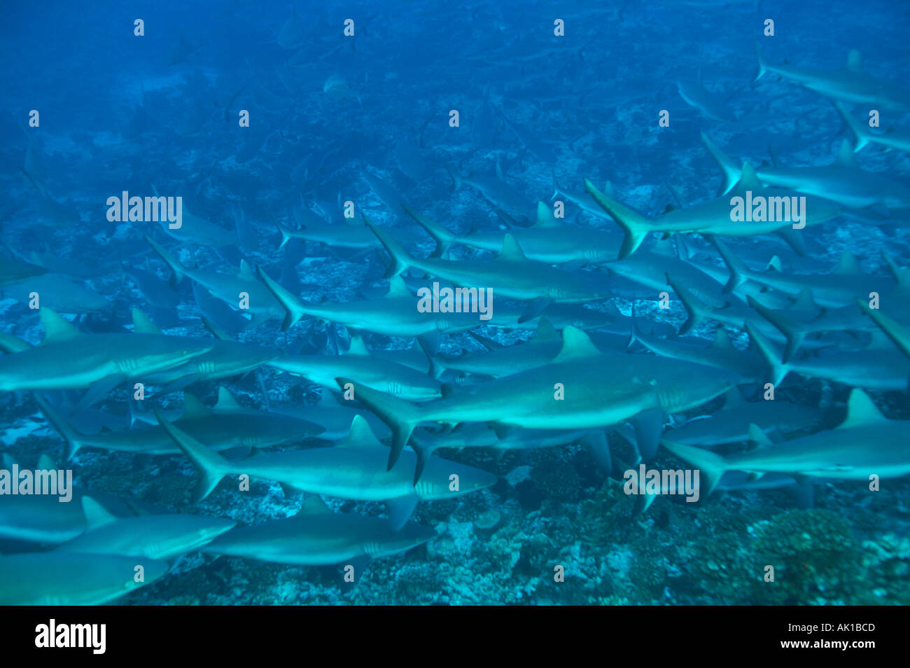Hundreds of sharks hi-res stock photography and images - Alamy