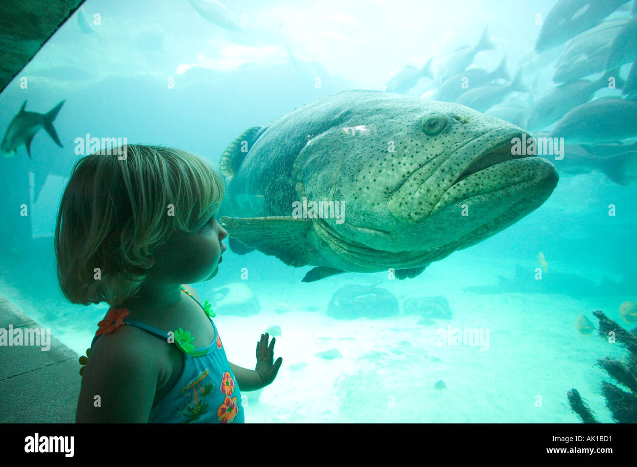 Bahamas Fish Atlantis Aquarium High Resolution Stock Photography and ...